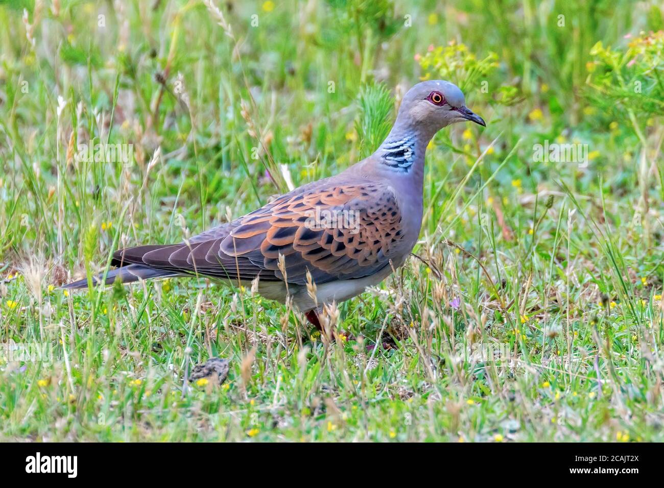 Turtle dove hi-res stock photography and images - Alamy