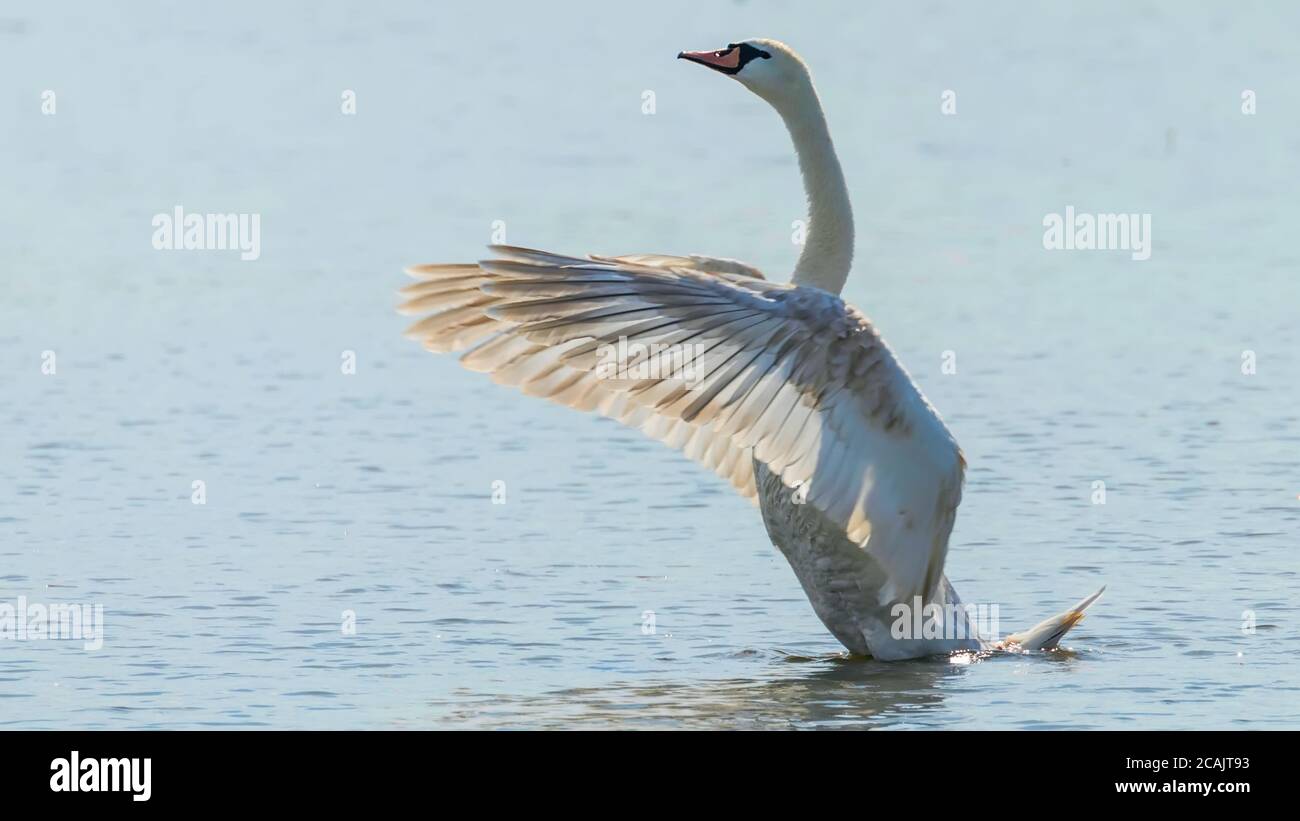 Swan With Wide Open Wings Stock Photo - Alamy