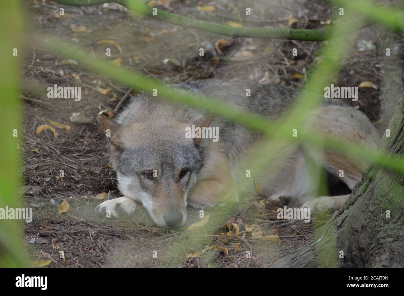 Wolf with cubs hi-res stock photography and images - Alamy