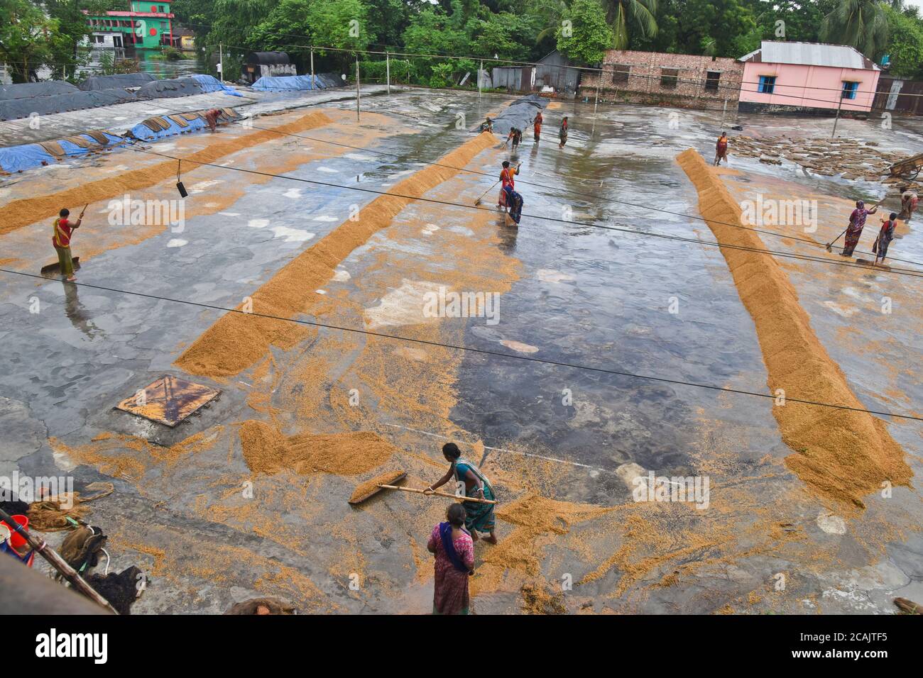 Daily women labor dries rice at a rice mill ground in Savar near Dhaka ...