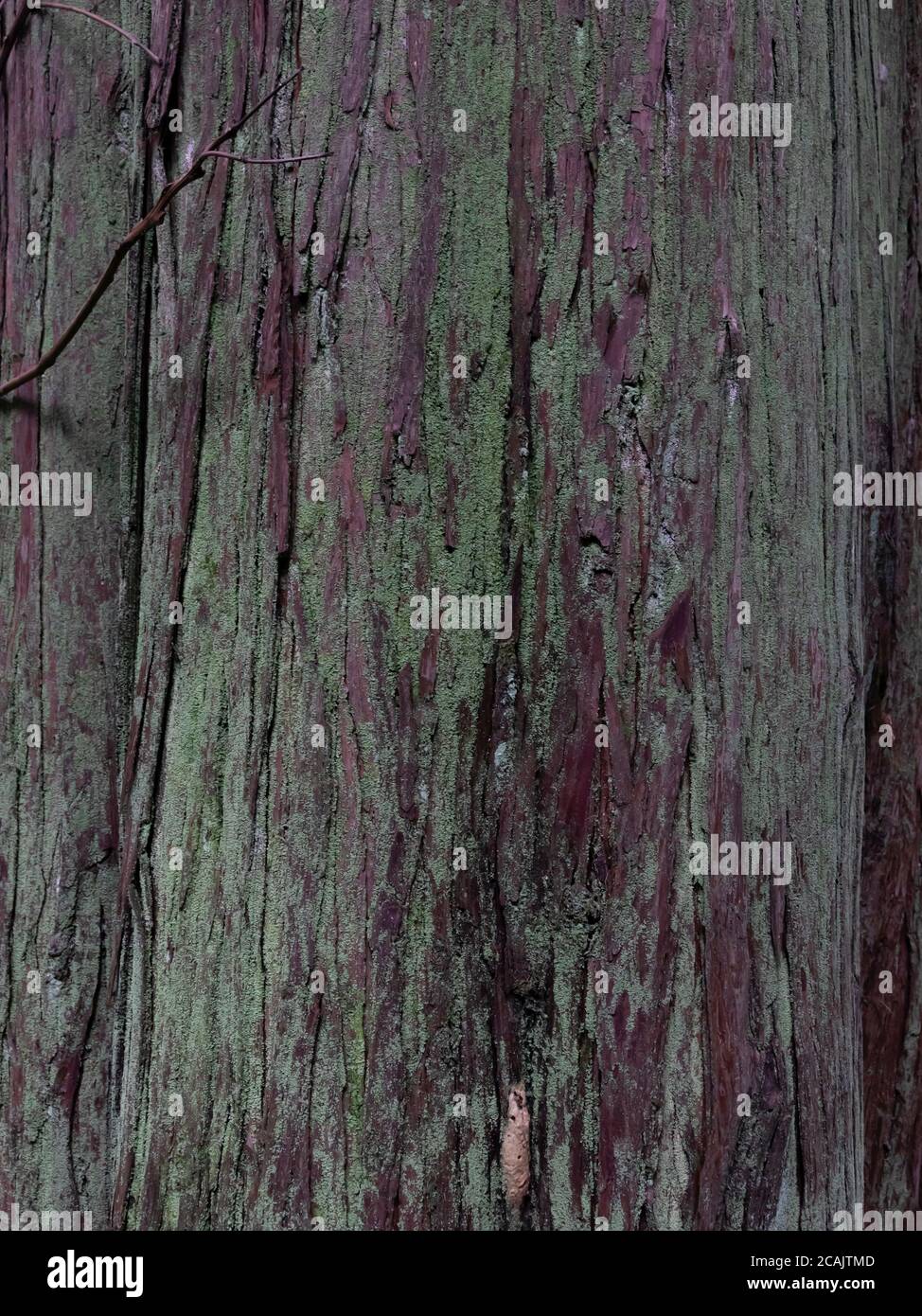 tree bark green, pink, close up background, wooden board, texture Stock ...