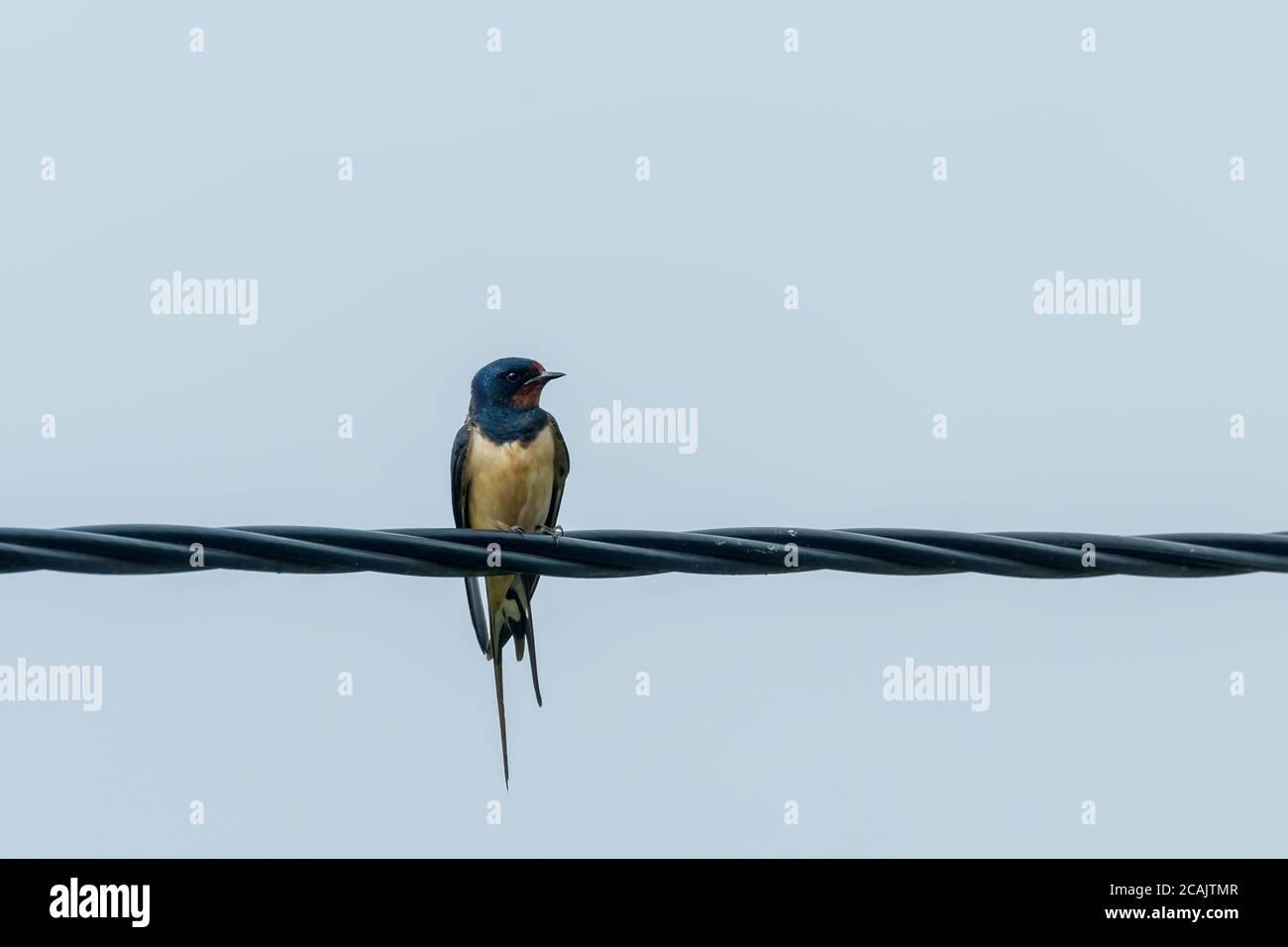 Barn Swallow on a Wire (Hirundo rustica Stock Photo - Alamy