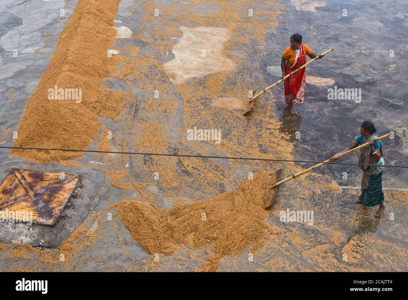 Daily women labor dries rice at a rice mill ground in Savar near Dhaka ...