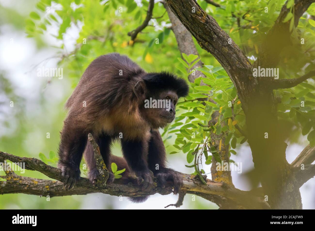Tufted Brown Capuchin Monkey On High Resolution Stock Photography and ...