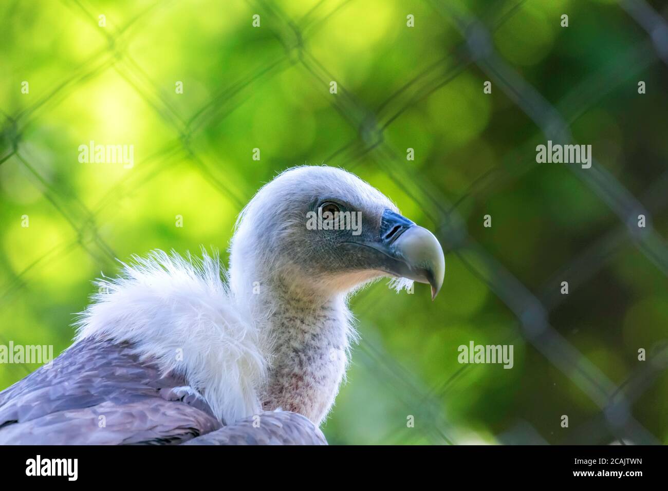 Griffon Vulture Bird of Prey in Captivity (Gyps fulvus Stock Photo - Alamy