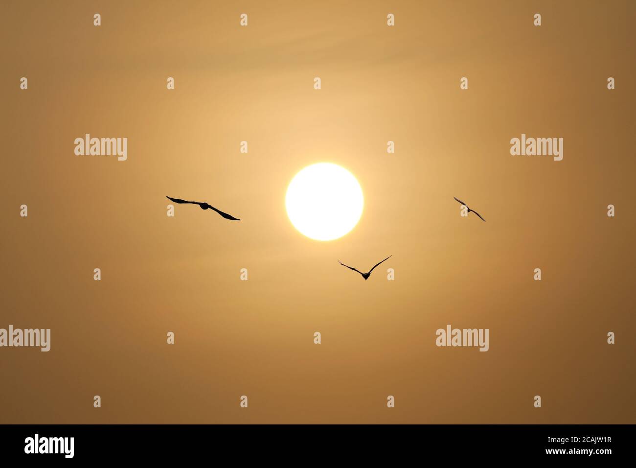 Three birds flying randomly above the horizon Stock Photo - Alamy