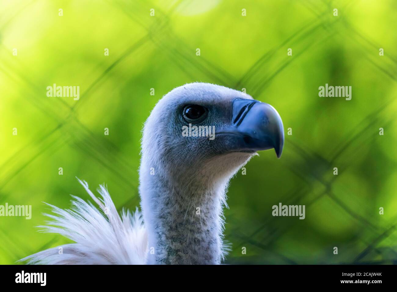 Griffon Vulture Bird of Prey in Captivity (Gyps fulvus Stock Photo - Alamy