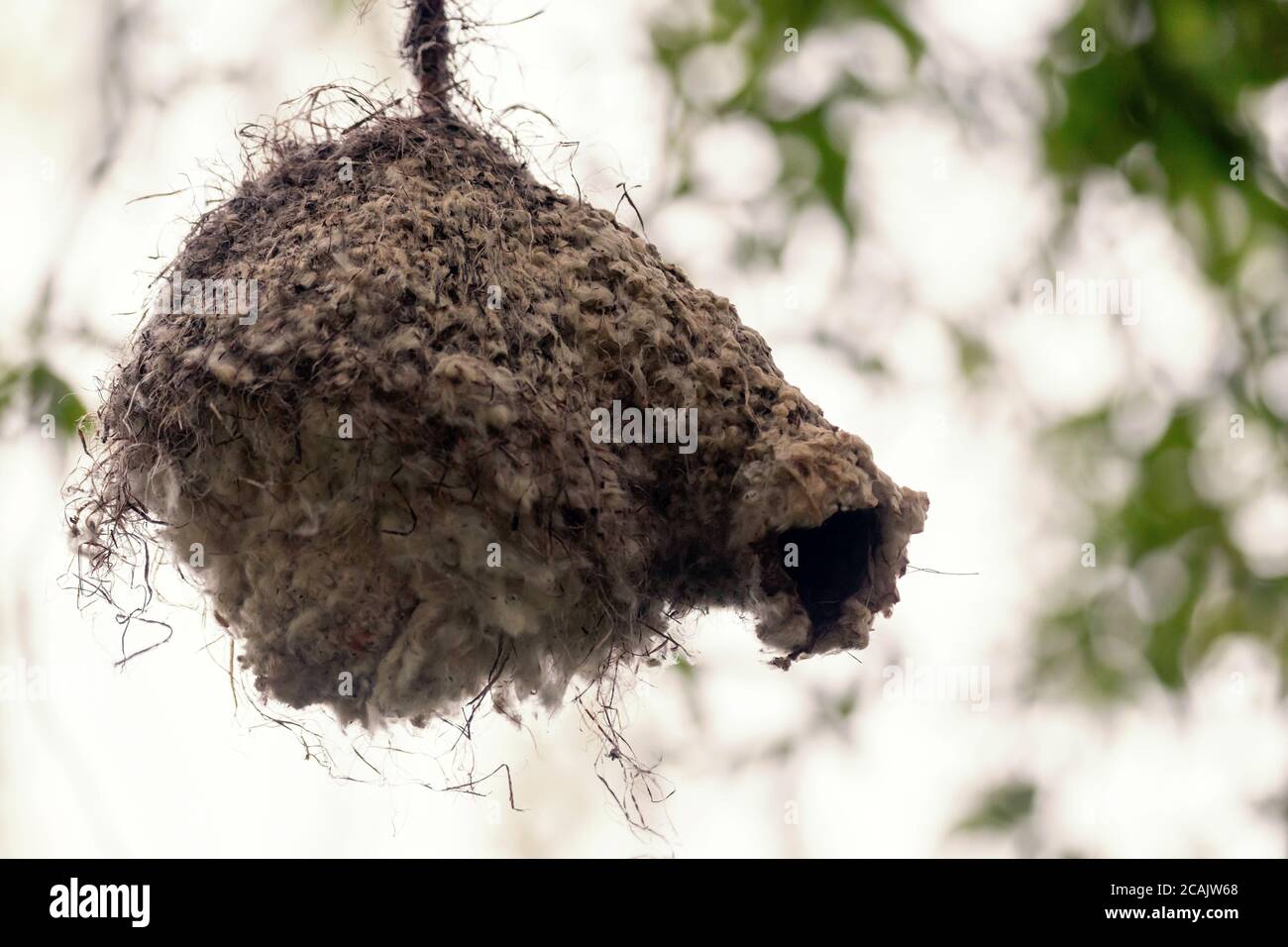 Eurasian Penduline Tit Nest (Remiz pendulinus) Wildlife Stock Photo - Alamy