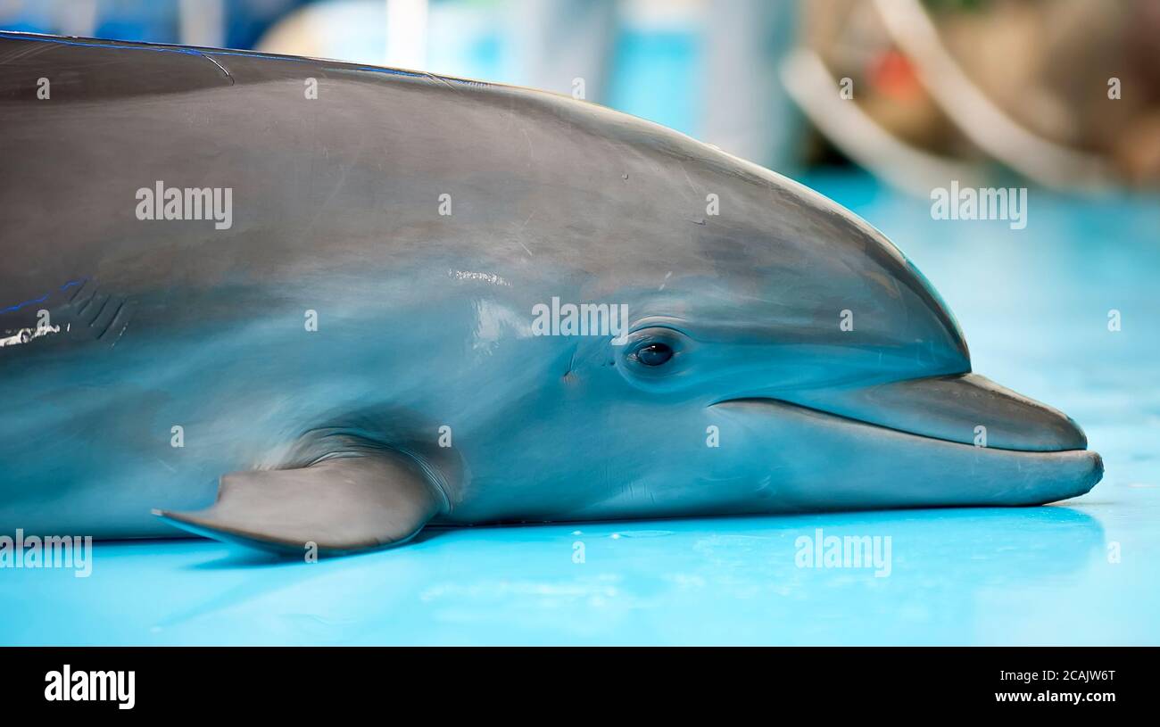 Little dolphin's portrait laying on a stage Stock Photo - Alamy