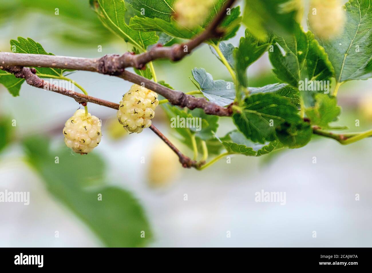 White mulberry hi-res stock photography and images - Alamy