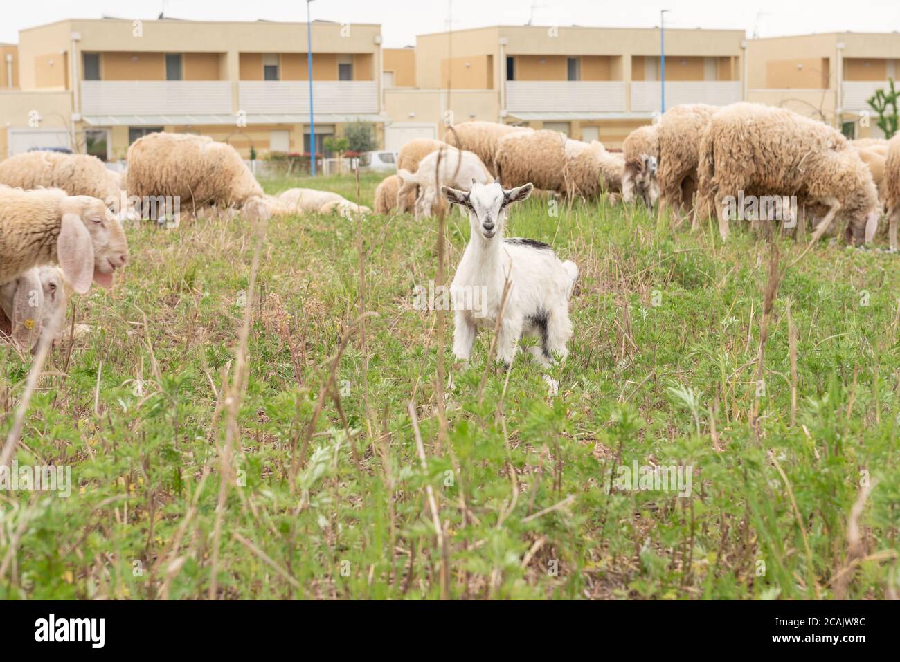 Front view of a baby goat facing the camera while grazing. Sheep and ...