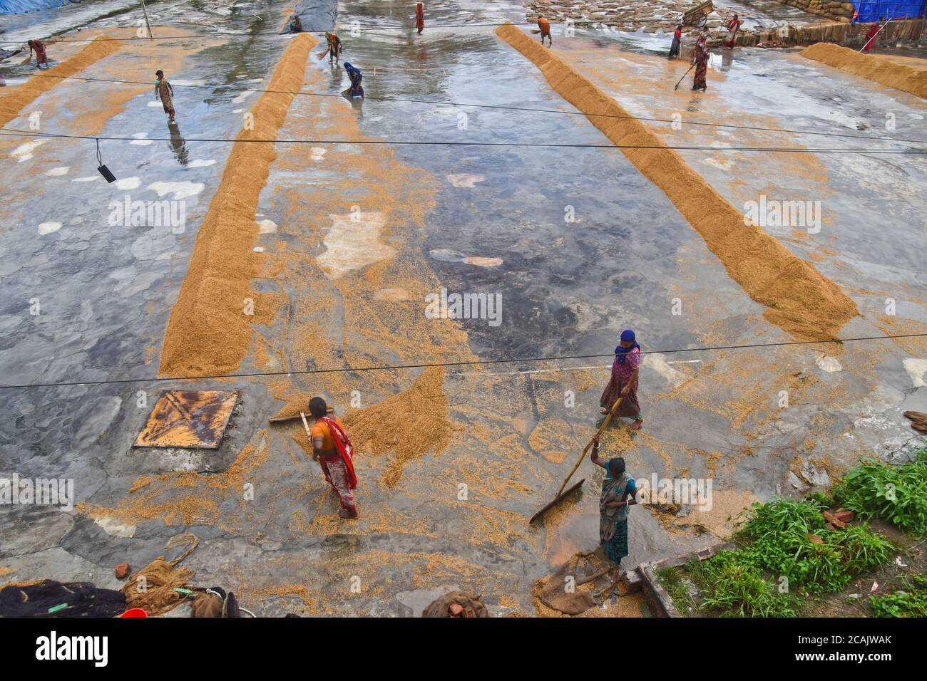 Daily women labor dries rice at a rice mill ground in Savar near Dhaka ...