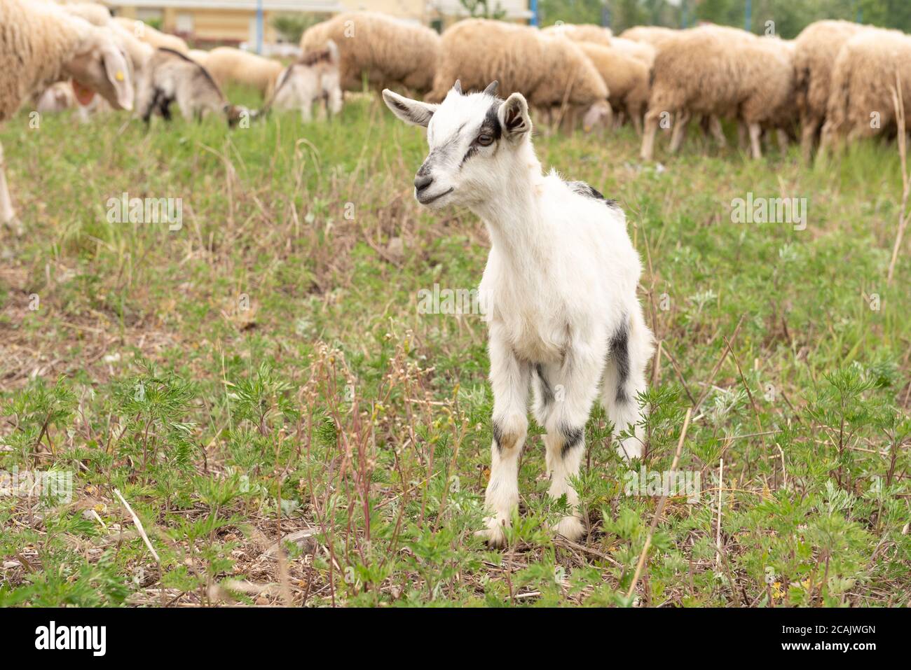 Front view of a baby goat facing the camera while grazing. Sheep and ...