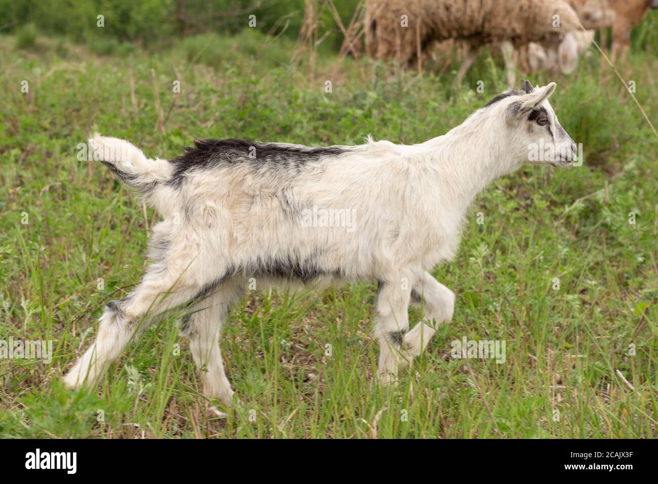 Front view of a baby goat facing the camera while grazing. Sheep and ...