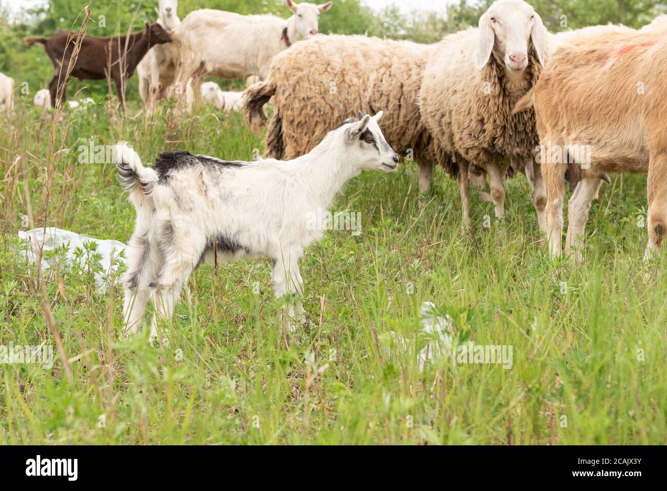 Goat and mountain facing camera hi-res stock photography and images - Alamy