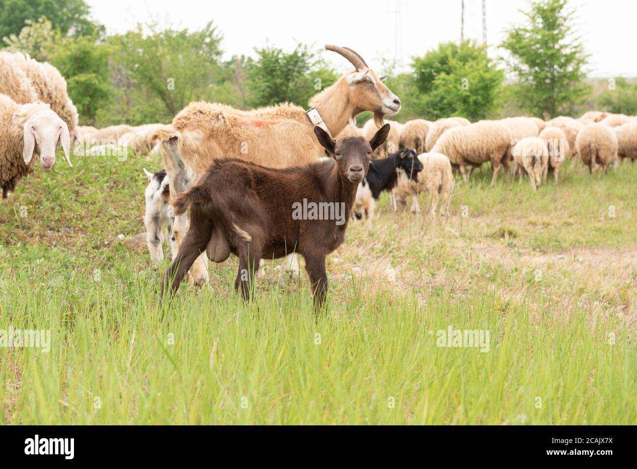 Front view of a baby goat facing the camera while grazing. Sheep and ...