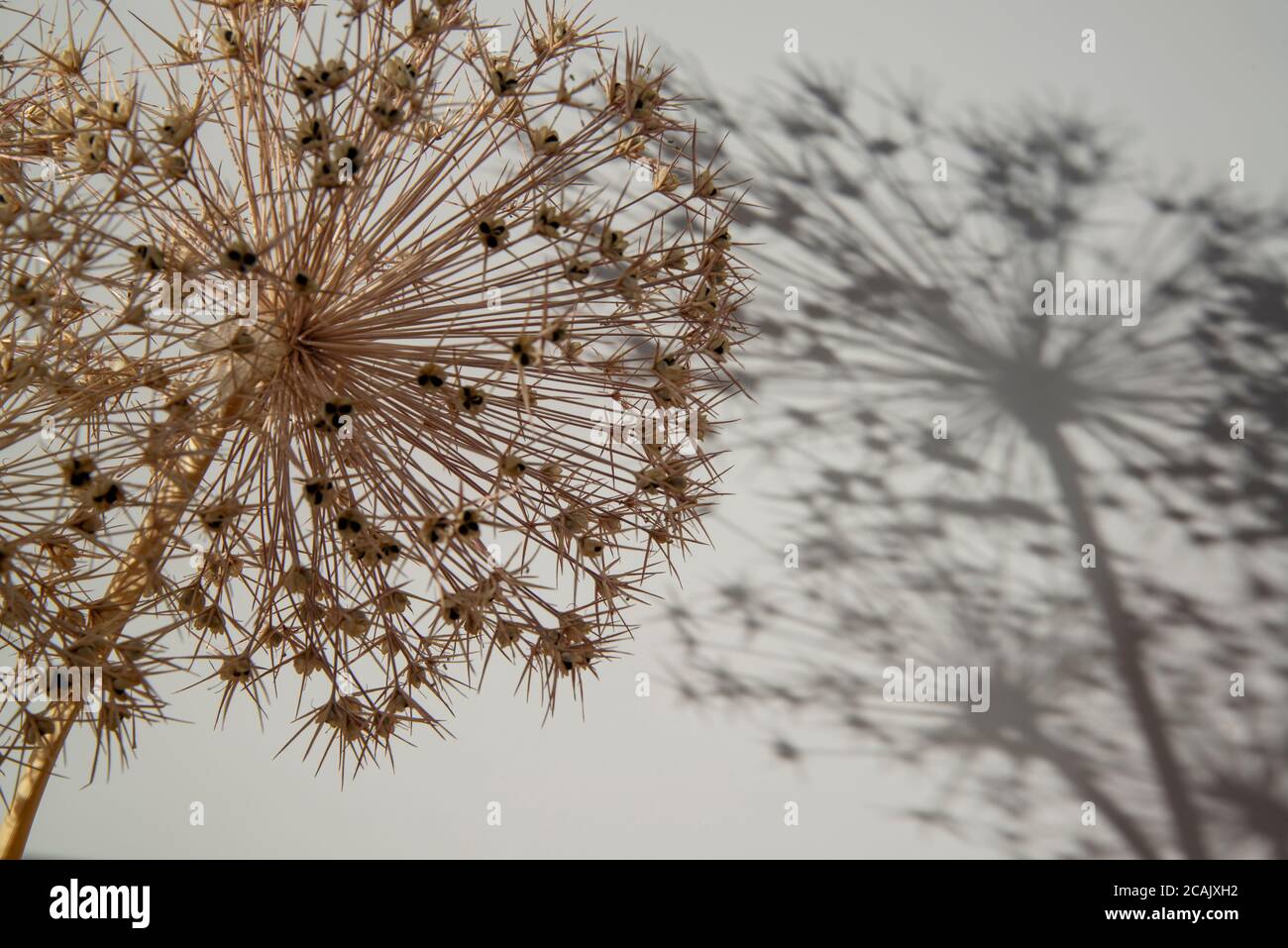 Dry ornamental allium Stock Photo - Alamy