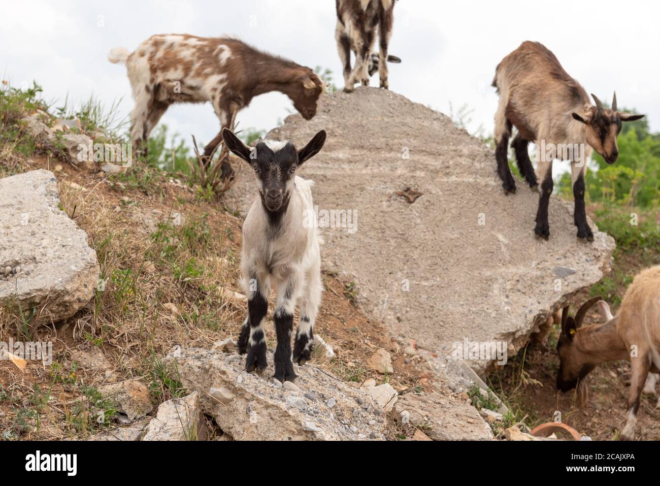 Baby goat lamb animal hi-res stock photography and images - Alamy