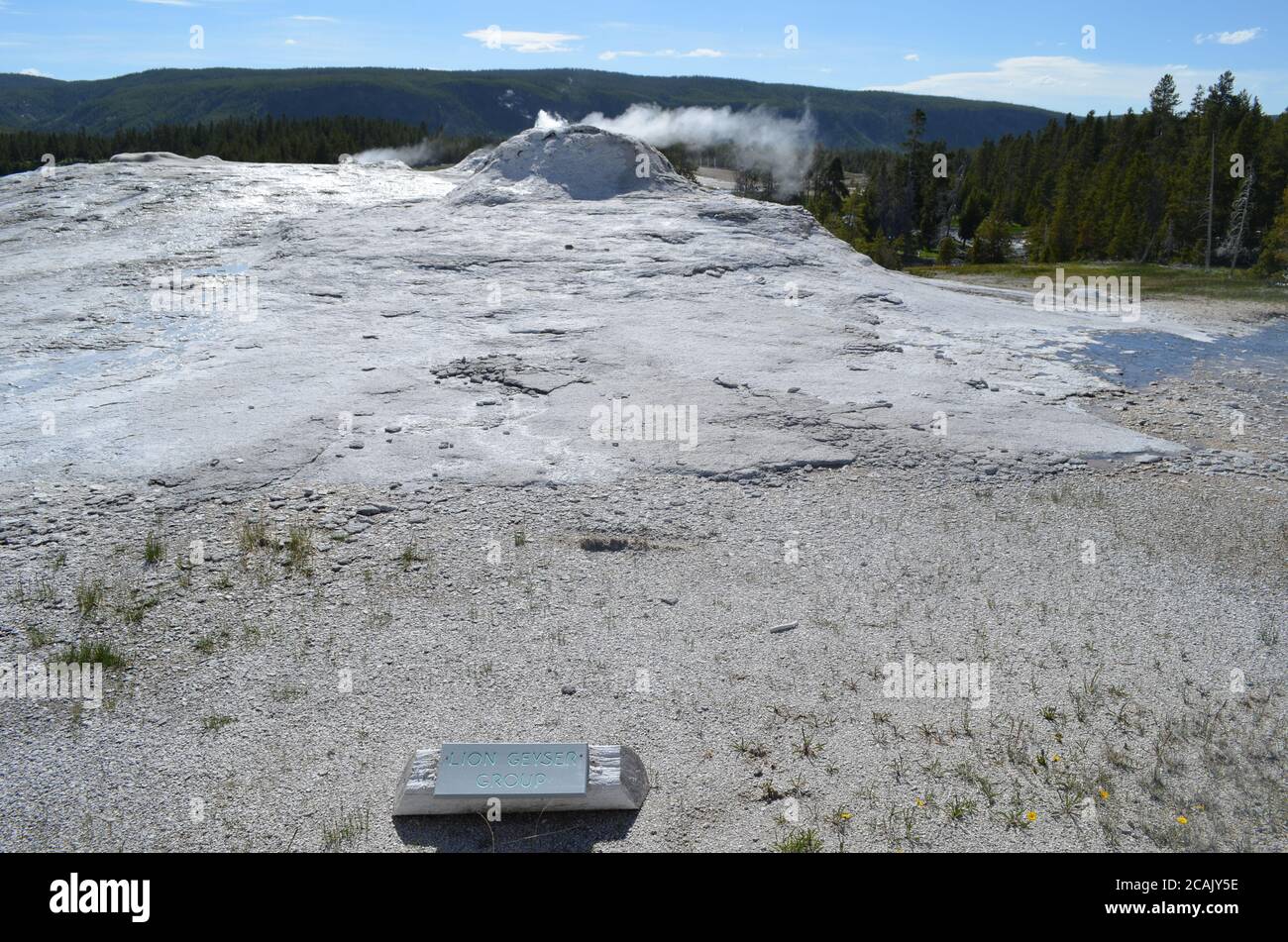 YELLOWSTONE NATIONAL PARK, WYOMING - JUNE 8, 2017: Little Cub, Lioness ...