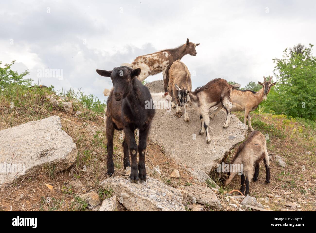Goat and mountain facing camera hi-res stock photography and images - Alamy