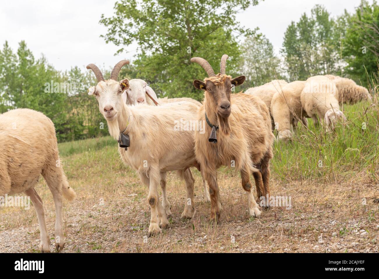 Two different horns hi-res stock photography and images - Alamy