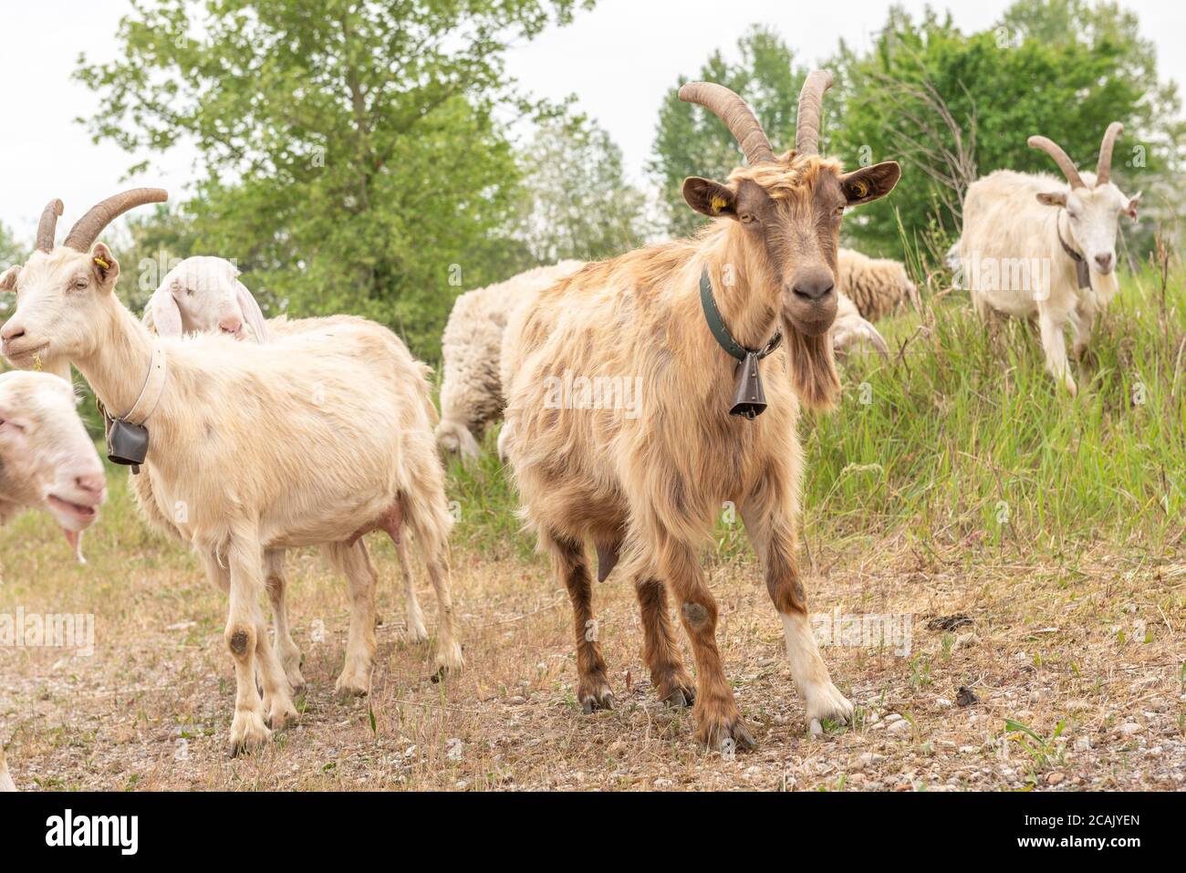 Goat and mountain facing camera hi-res stock photography and images - Alamy