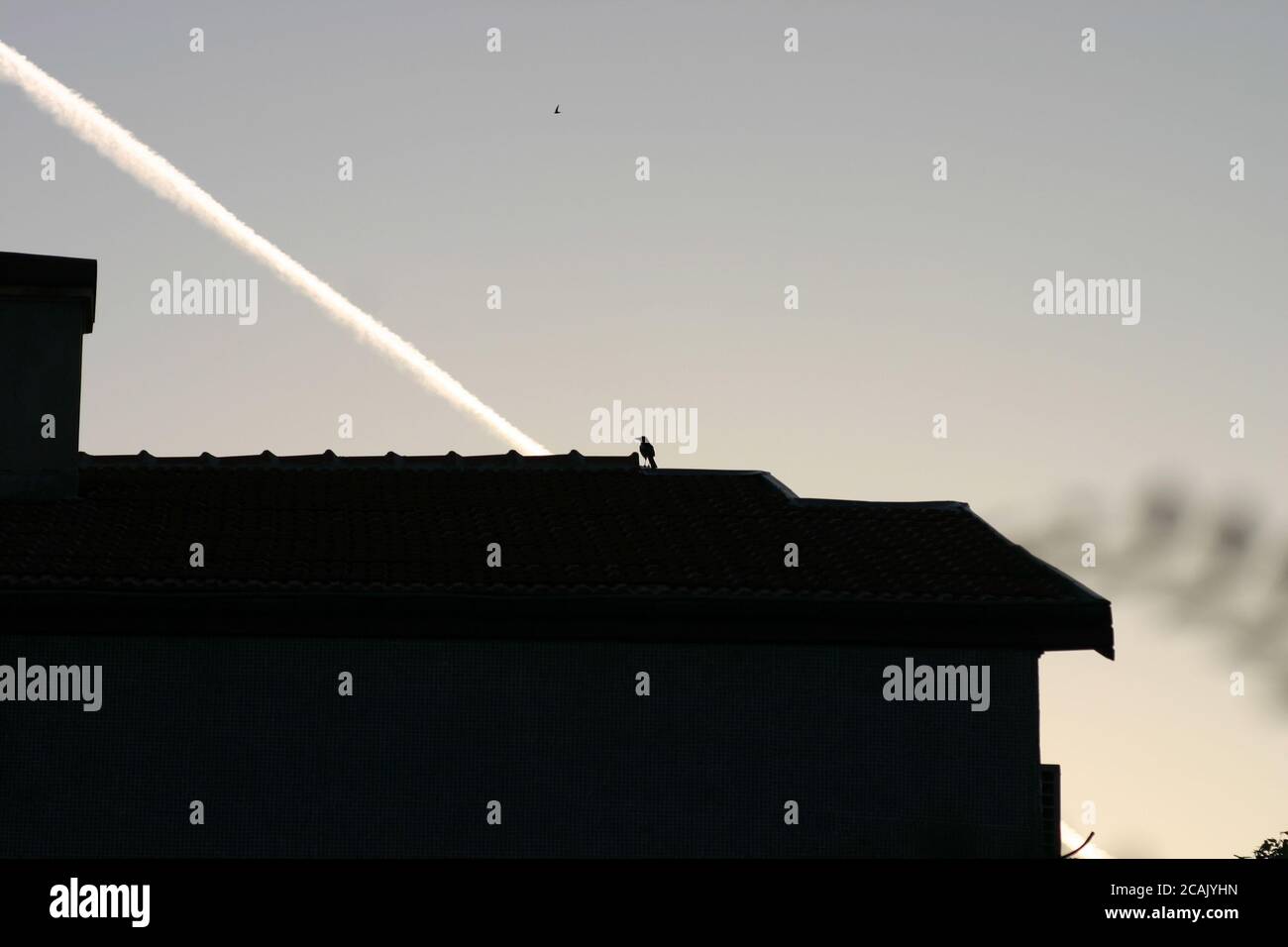 Crow, trace of warplane and swallow Stock Photo - Alamy
