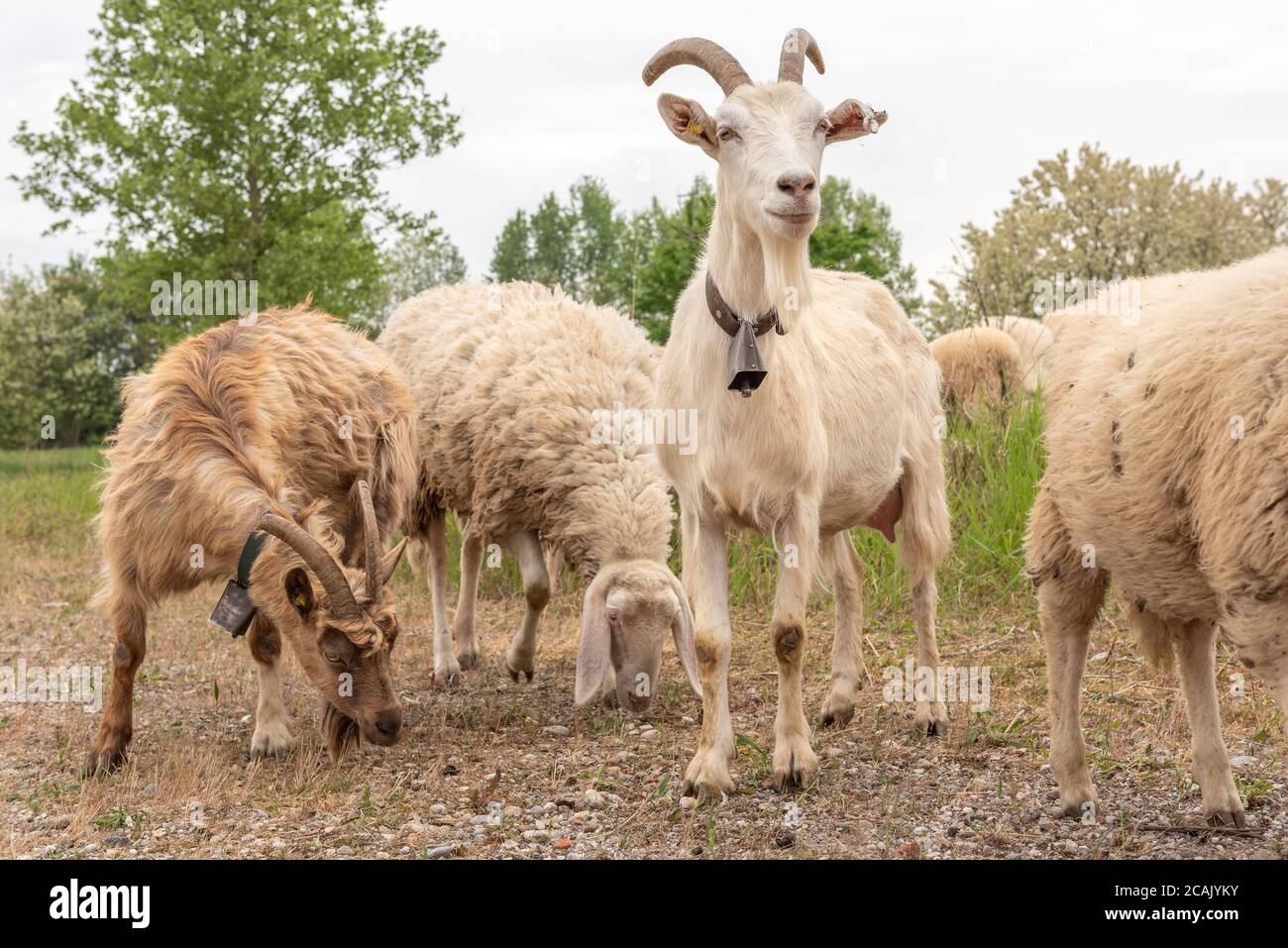 Goat and mountain facing camera hi-res stock photography and images - Alamy