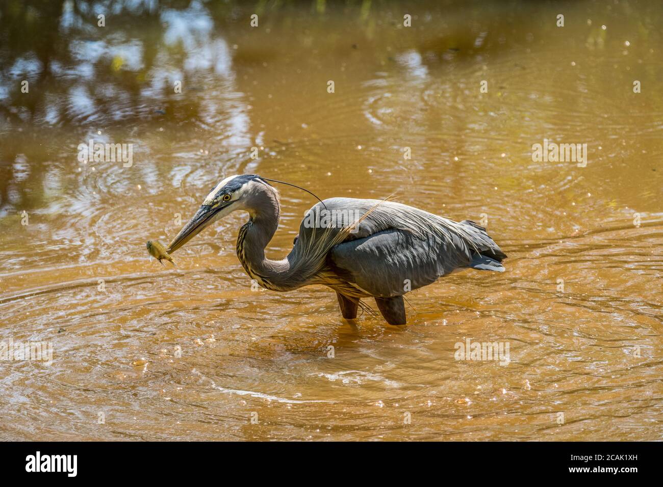 Spear Beak High Resolution Stock Photography and Images - Alamy