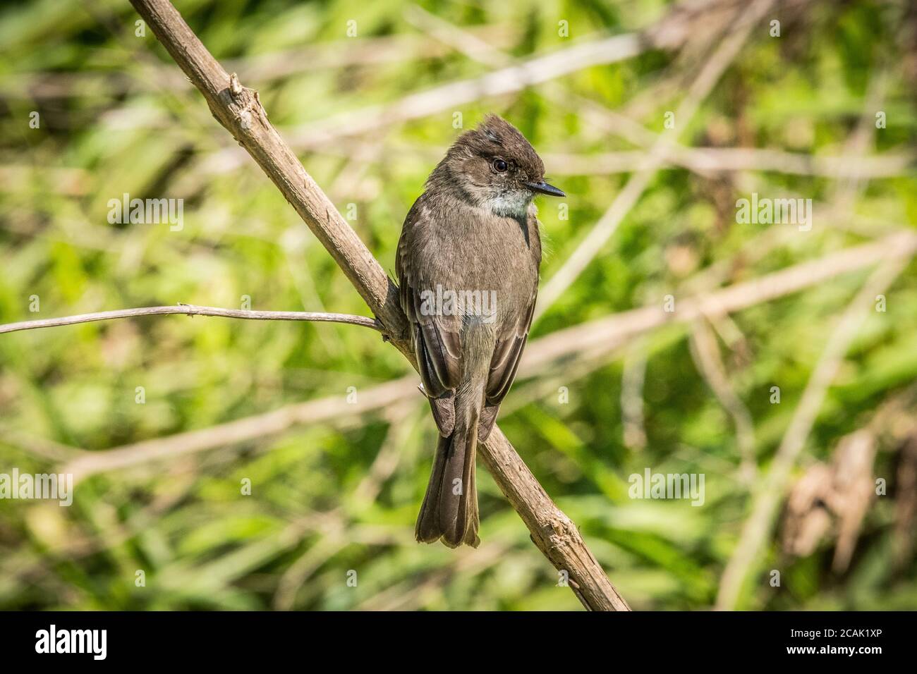 Showing backside hi-res stock photography and images - Alamy