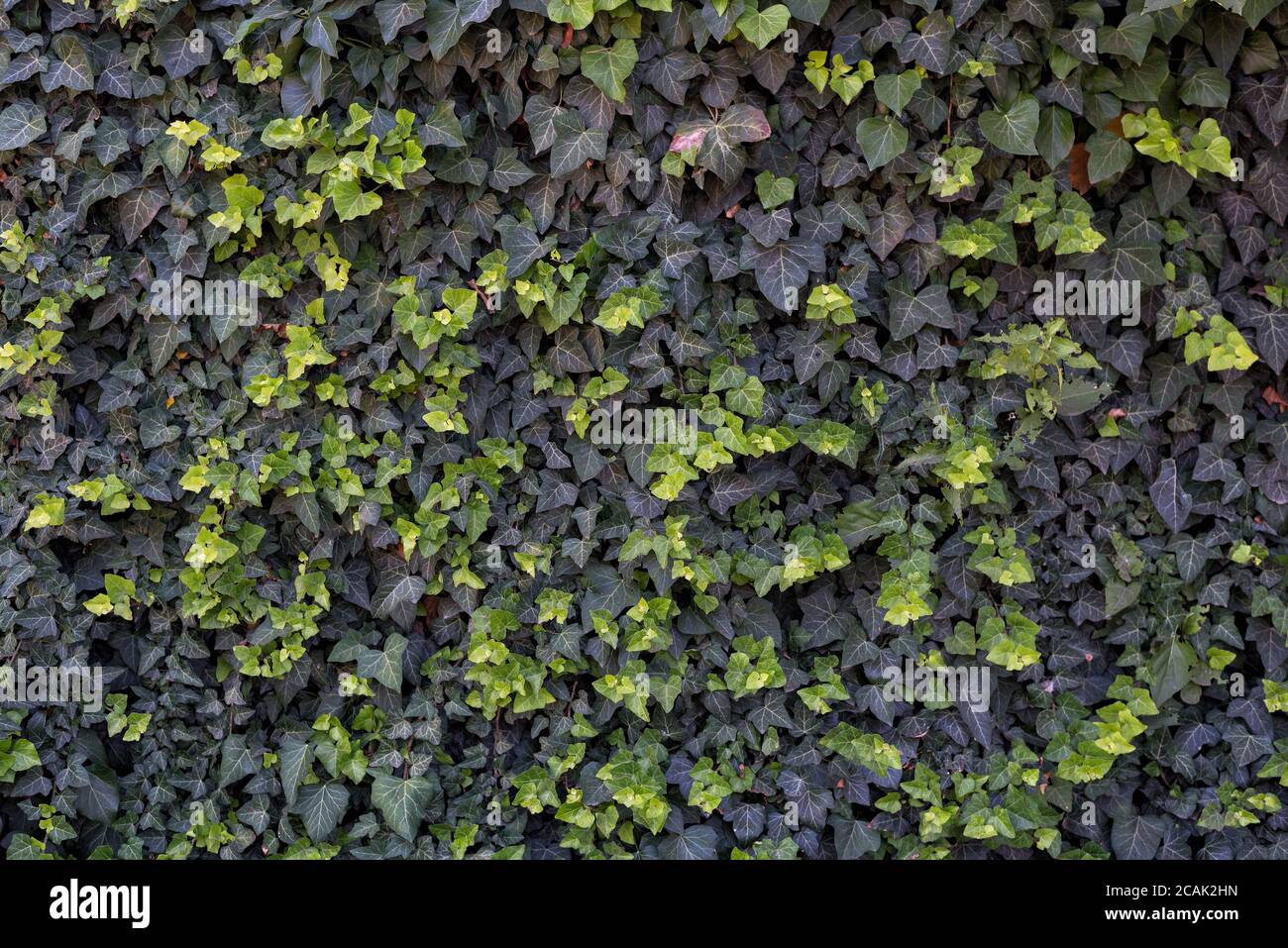 Wall of light and dark green ivy. Backgrounds and textures Stock Photo ...