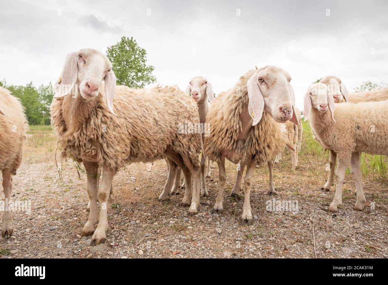 White sheep looking in front of the camera. Concept of diversity ...