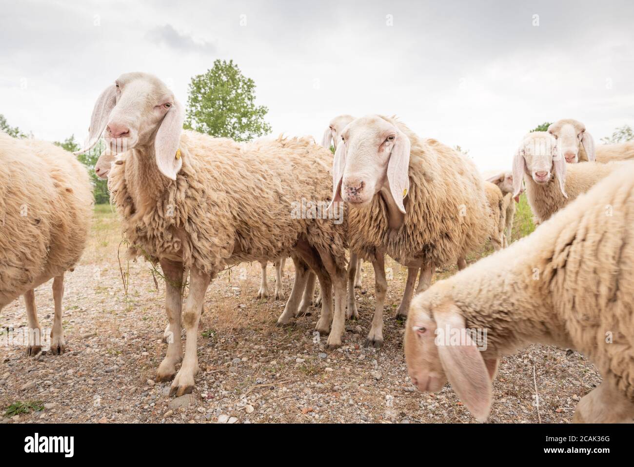 White sheep looking in front of the camera. Concept of diversity ...