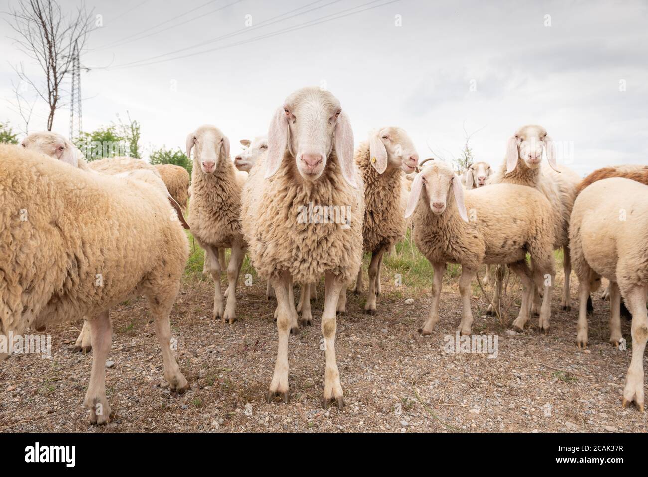 White sheep looking in front of the camera. Concept of diversity ...