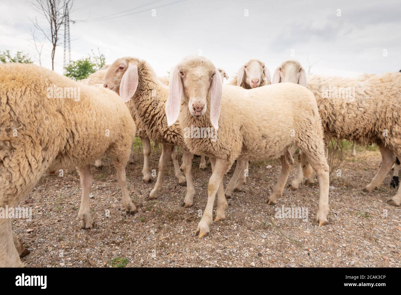 White sheep looking in front of the camera. Concept of diversity ...