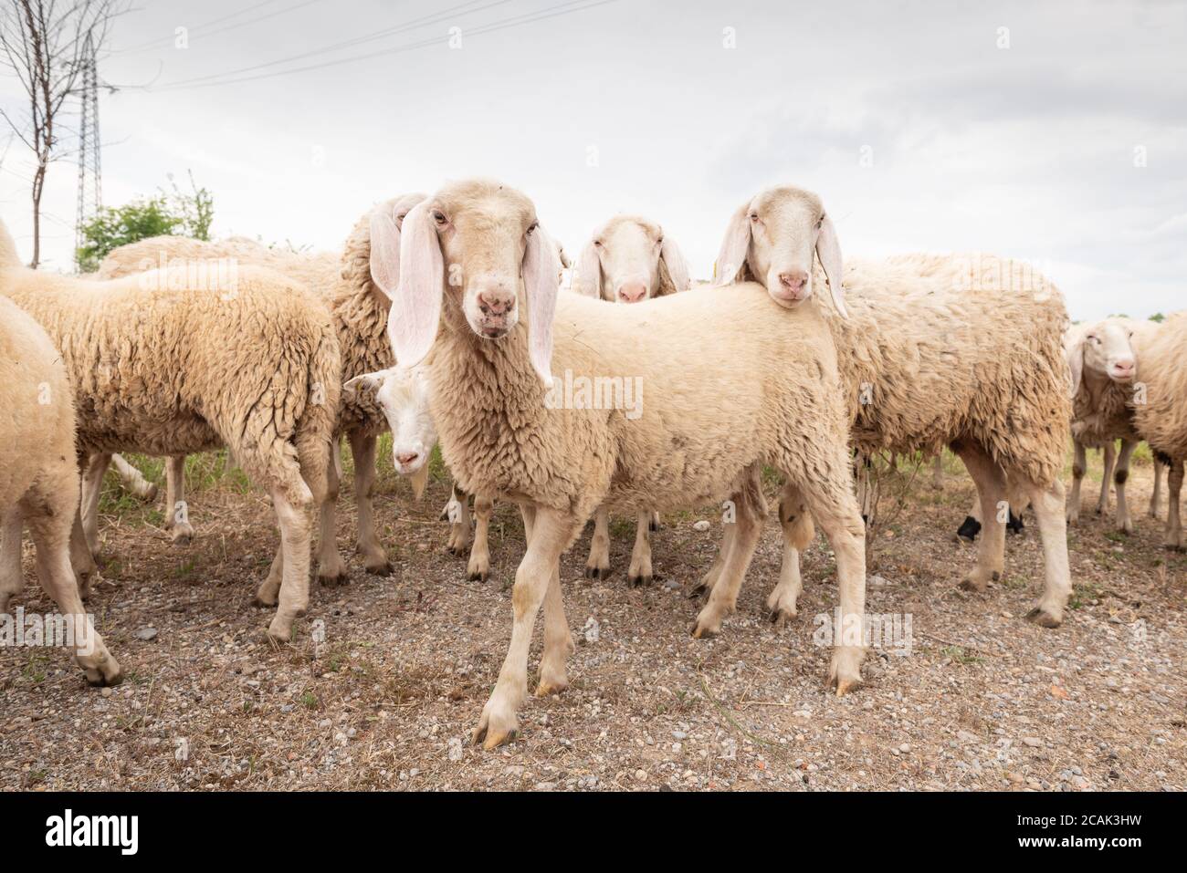 White sheep looking in front of the camera. Concept of diversity ...