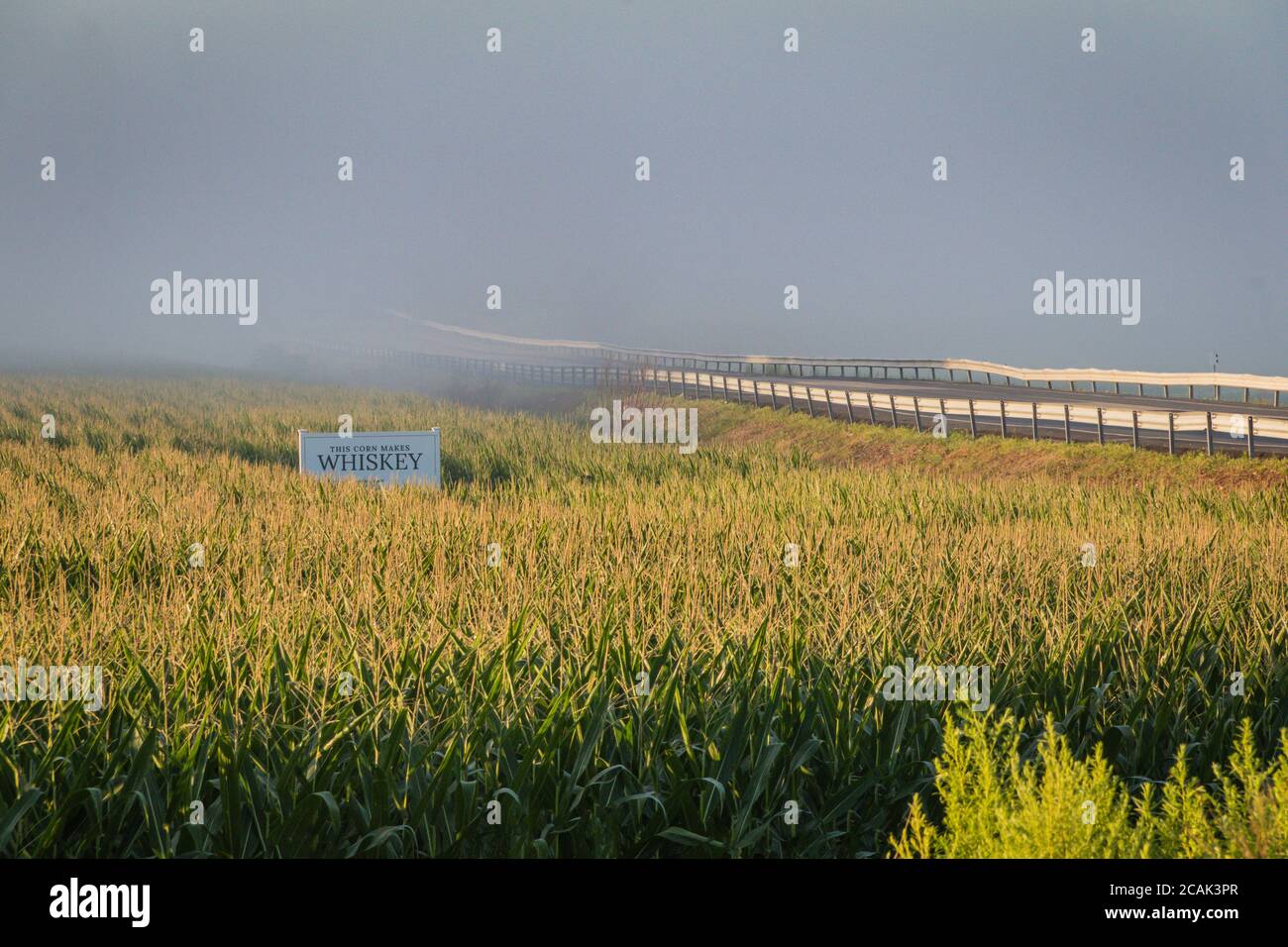 Corn field in fog and sunrise hi-res stock photography and images - Alamy