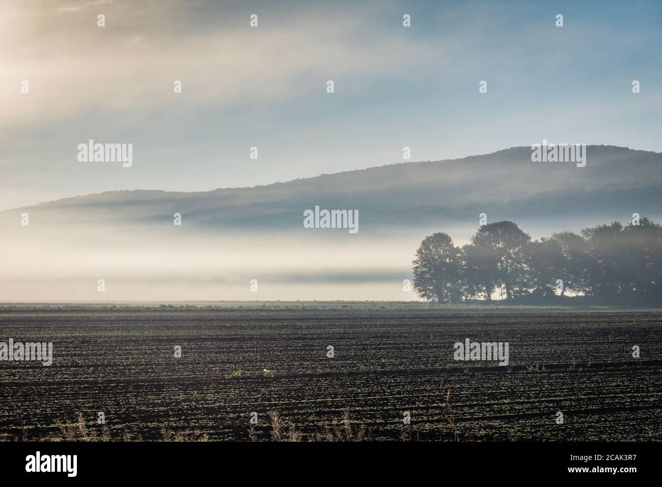 Fog over corn field hi-res stock photography and images - Alamy