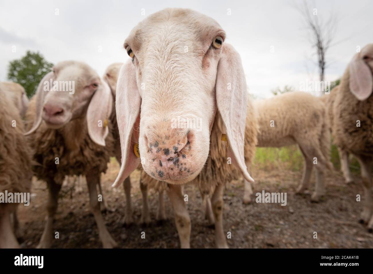 Close-up of white a sheep that looking in front of the camera. Concept ...