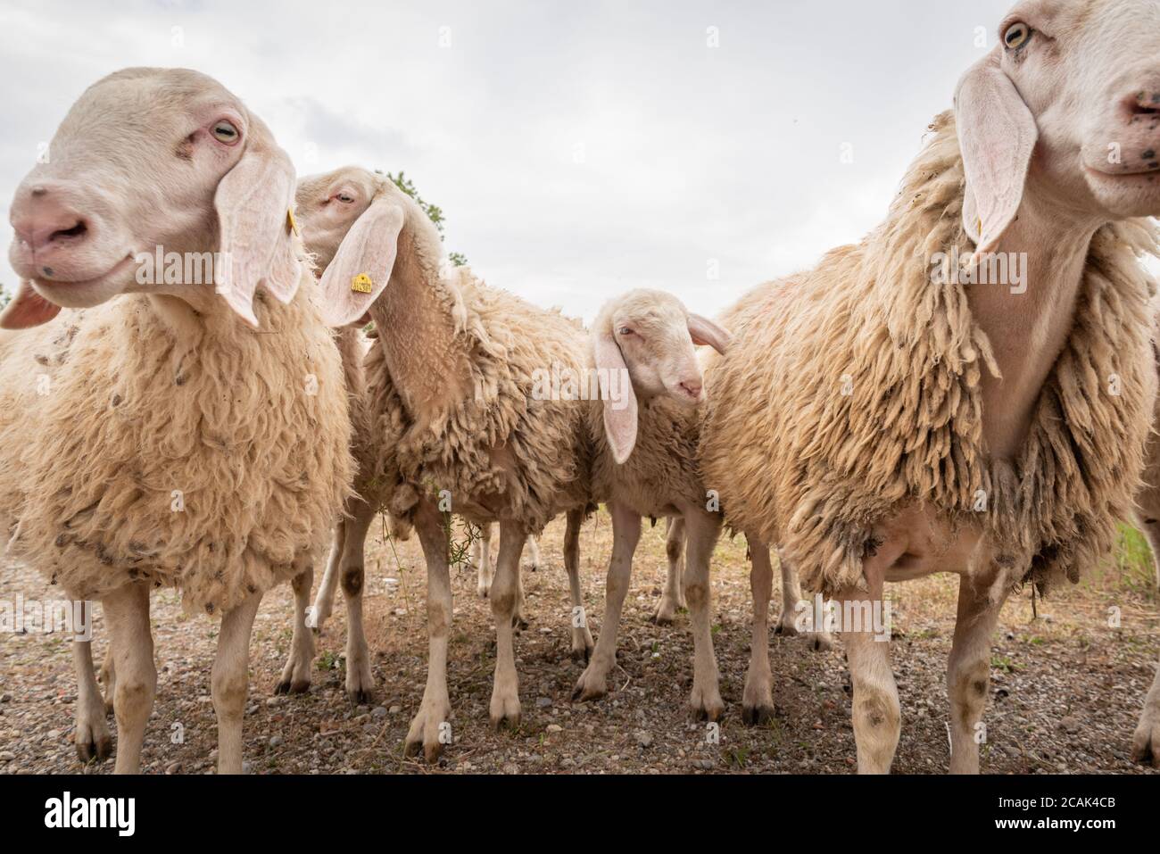 Close-up of white sheeps that looking in front of the camera. Concept ...