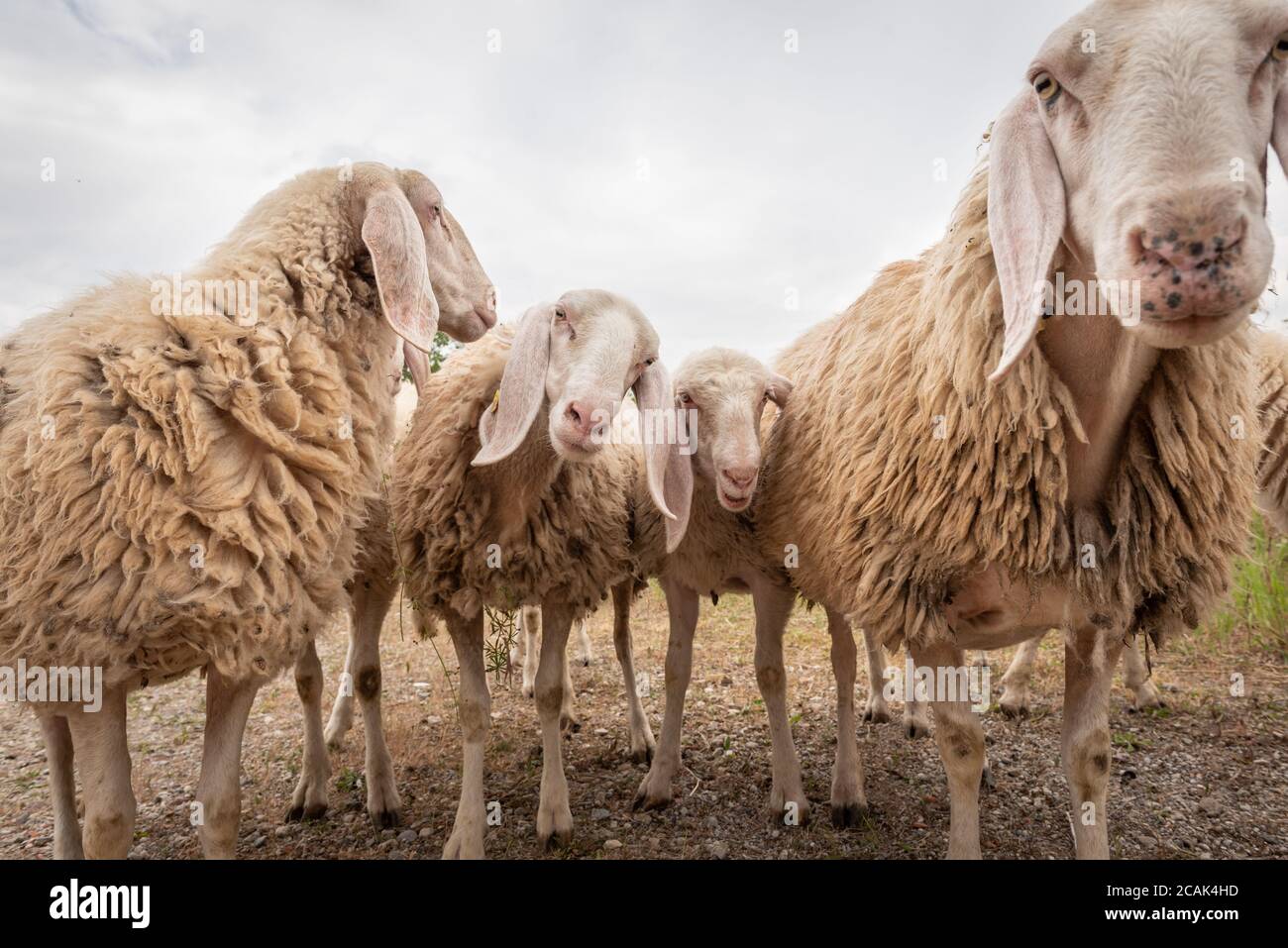 Close-up of white sheeps that looking in front of the camera. Concept ...