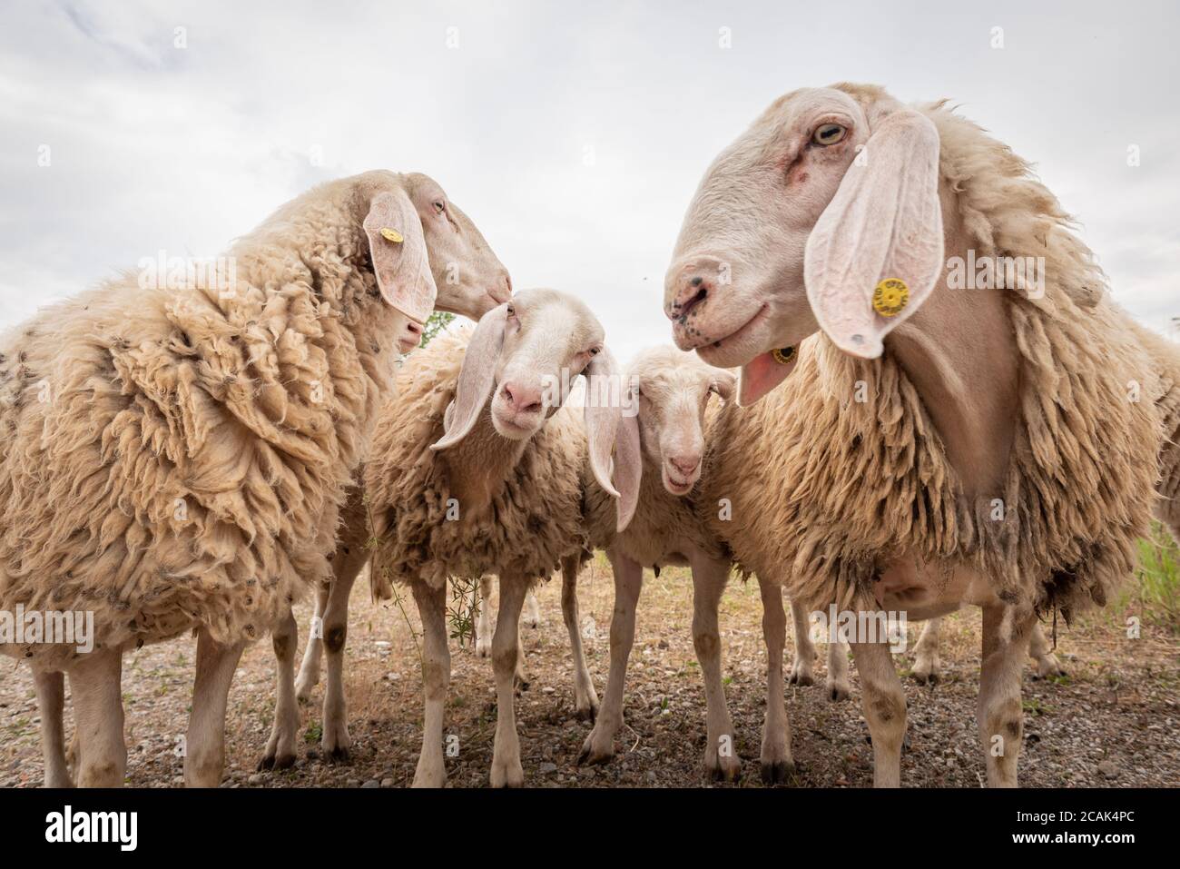 Close-up of white sheeps that looking in front of the camera. Concept ...