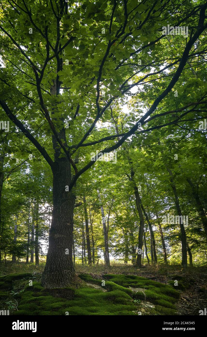Leaves growing on the tree branches in the forest Stock Photo - Alamy