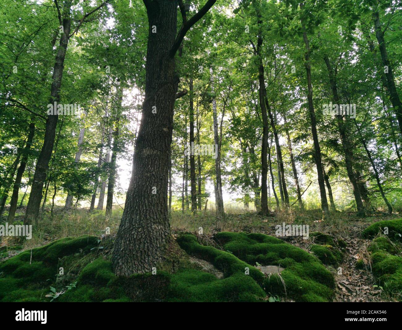 Leaves growing on the tree branches in the forest Stock Photo - Alamy