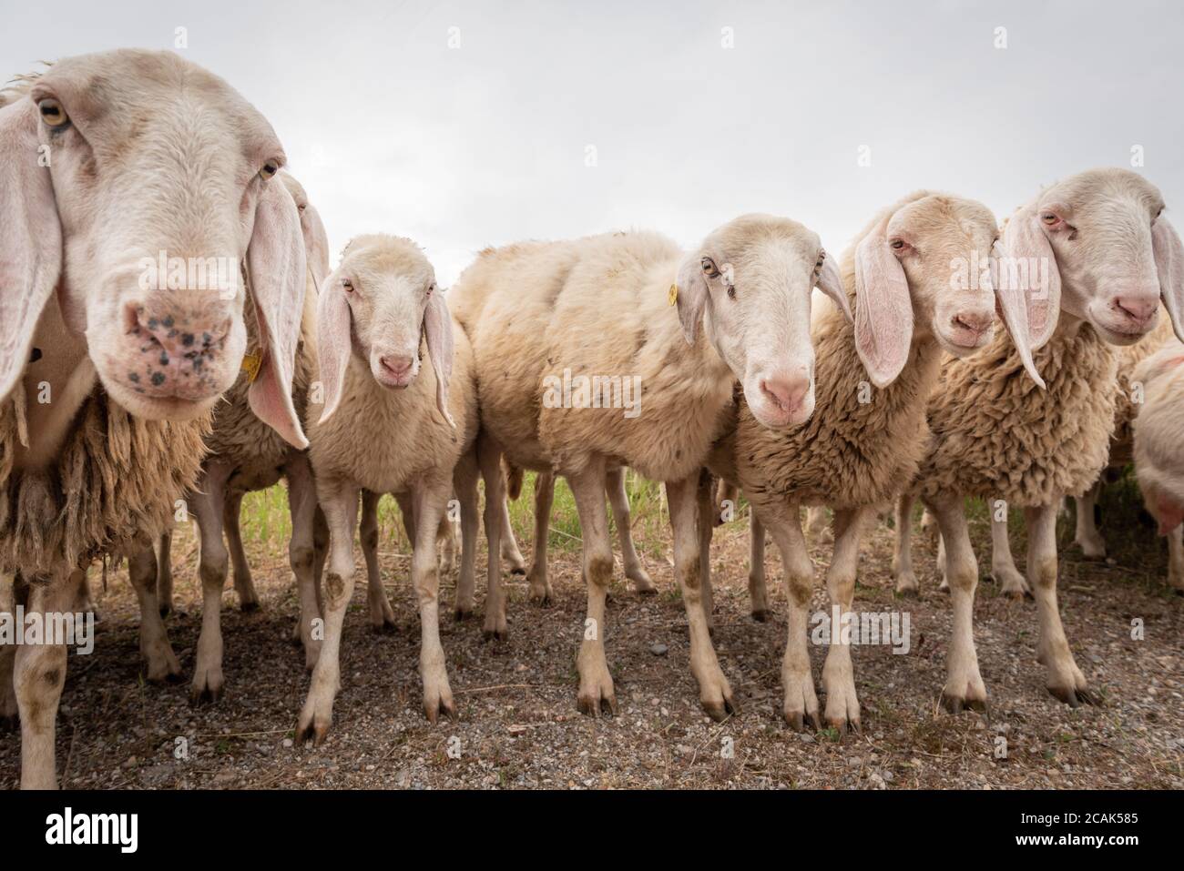 White sheep looking in front of the camera. Concept of diversity ...