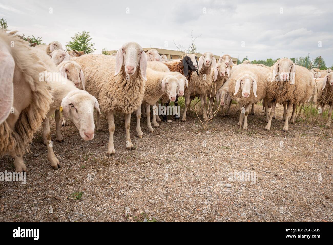Goats and sheep of different colors while grazing. Sheep and goats in a ...