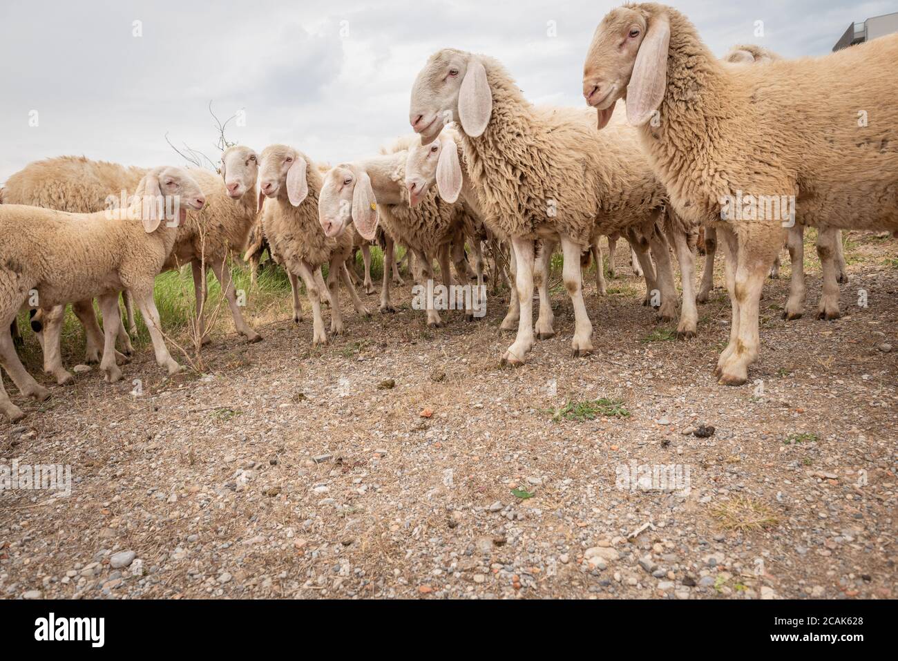White sheep looking in front of the camera. Concept of diversity ...