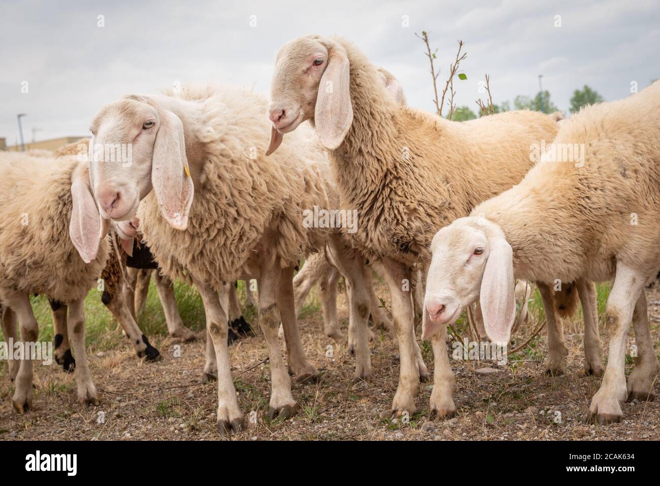 White sheep looking in front of the camera. Concept of diversity ...