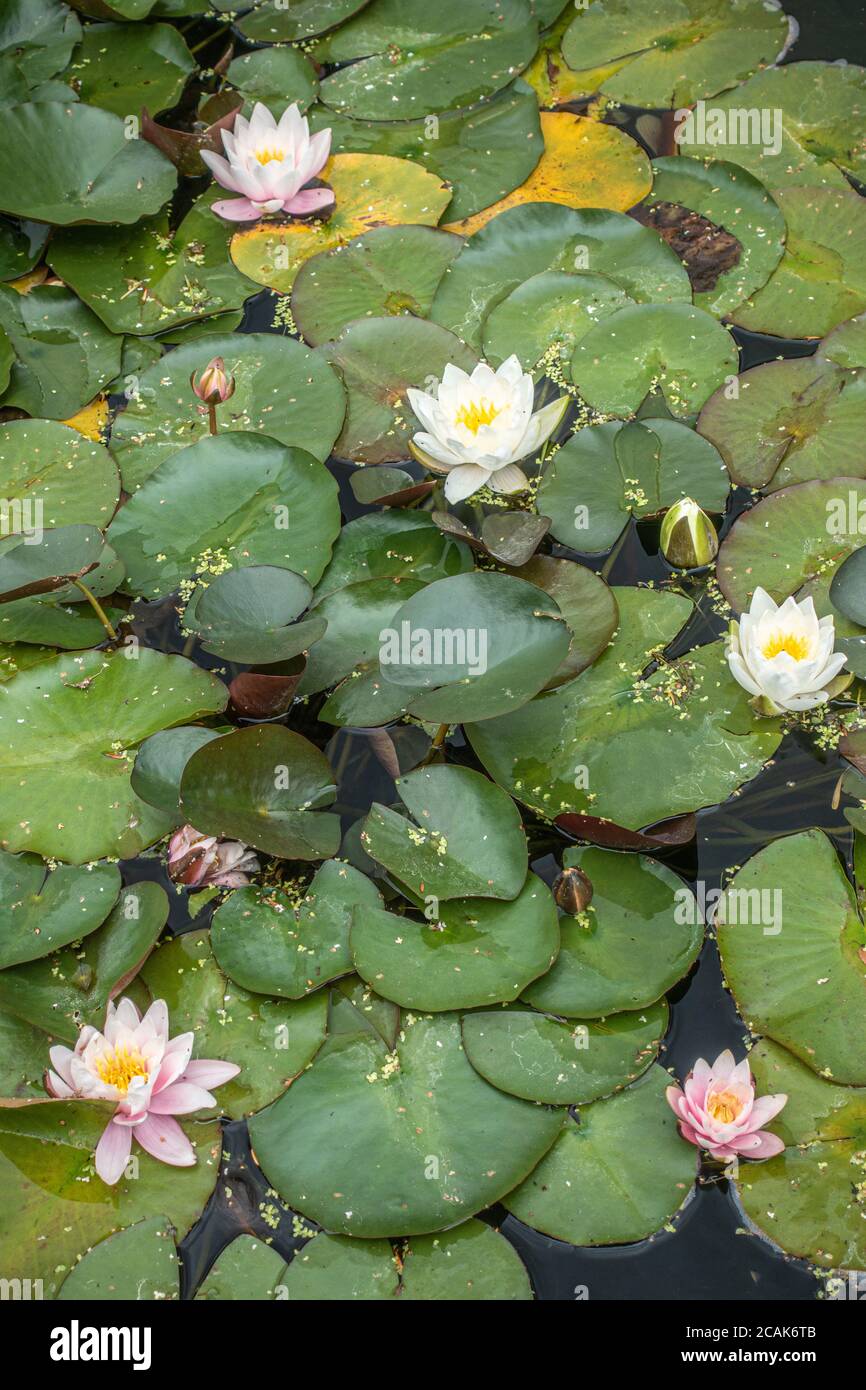 water lilies with fish swimming around Stock Photo - Alamy