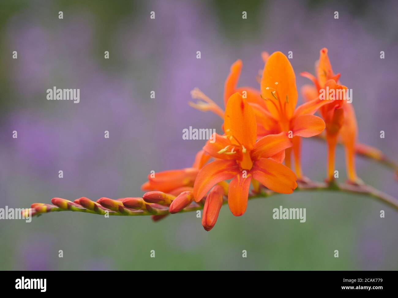 Crocosmia flowers in garden Stock Photo - Alamy